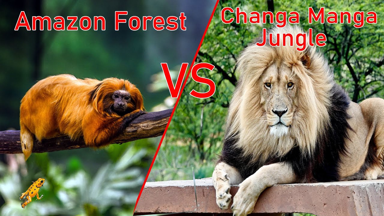 Changa Manga Amazing Forest In Pakistan - YouTube