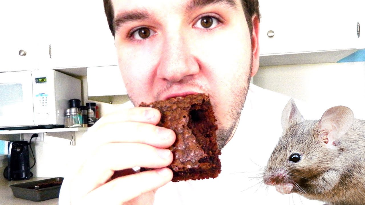 How a Gay Guy Catches a Mouse - YouTube