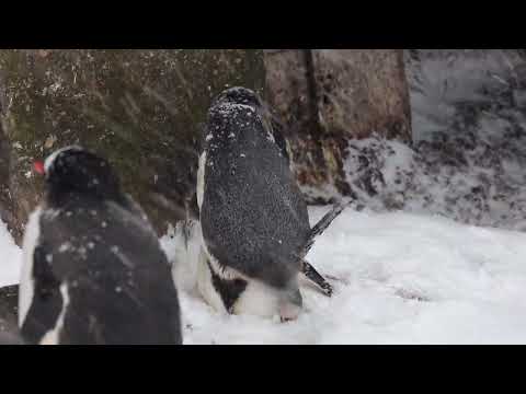 Gentoo penguin mating