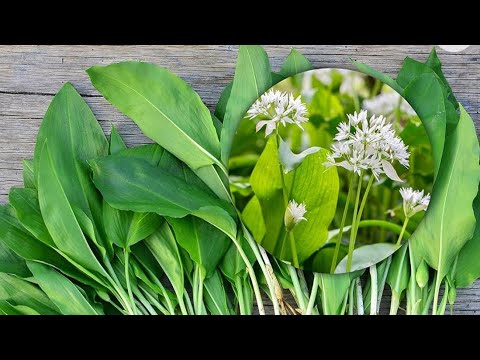 Wild Irish Garlic Pesto - a short series commissioned by McCaffrey ...