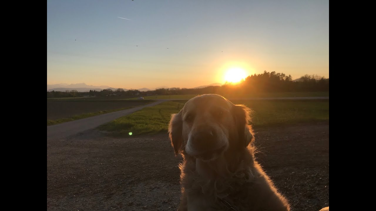 Sammy And The Sunset Youtube