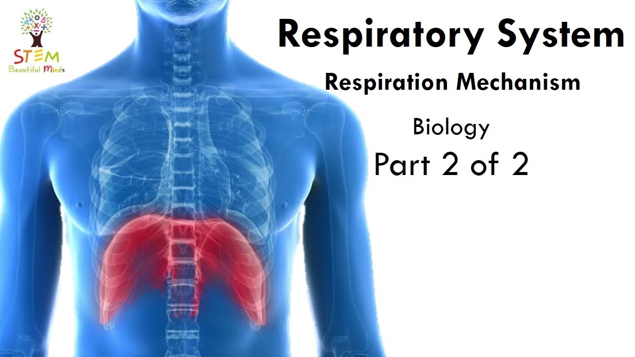 Science | Primary 4 | Respiratory System 2 of 2 - YouTube