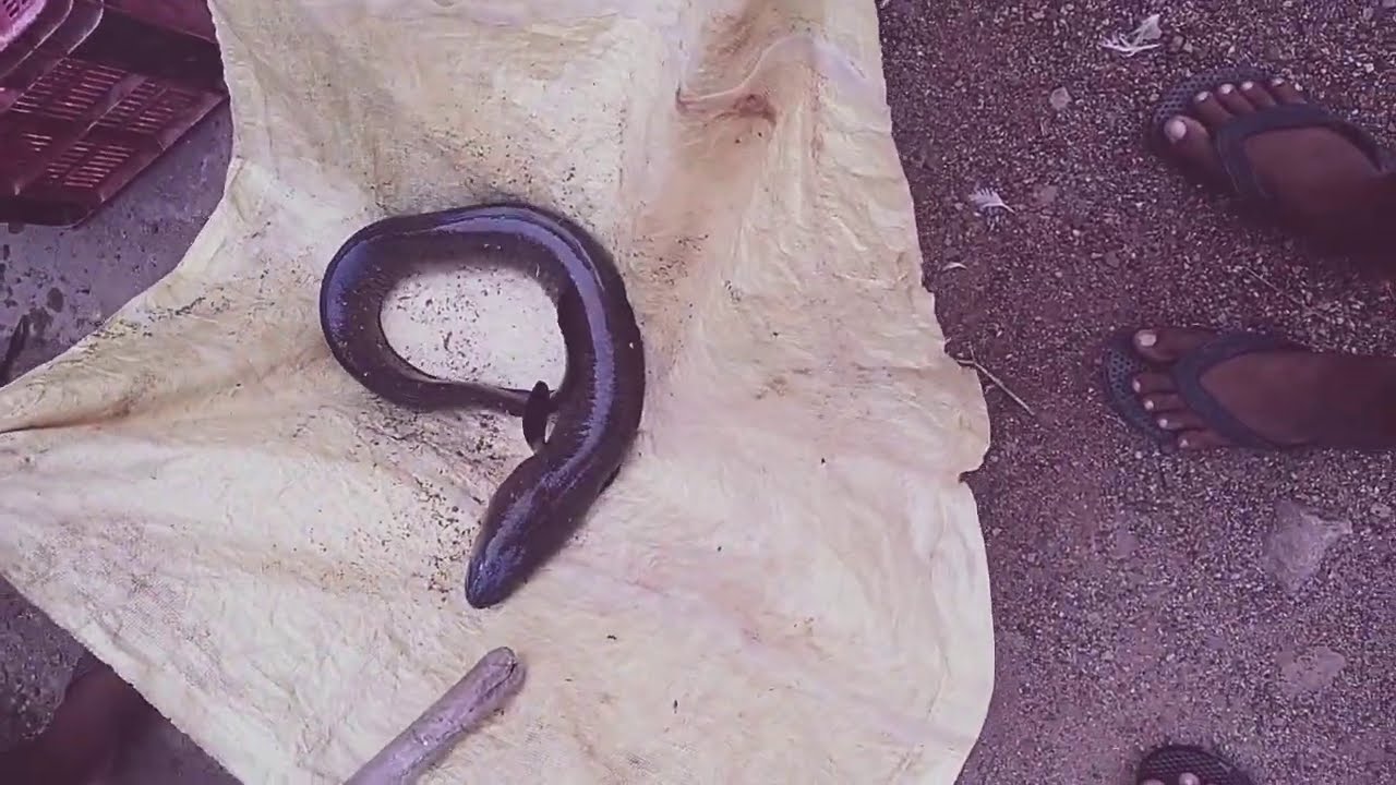 Malaj fish indian nadi me rahne wali cg - YouTube