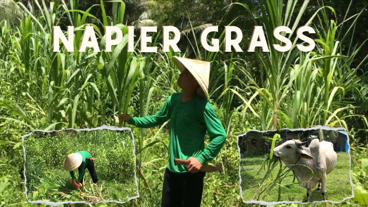 Napier Grass for Cattle Feeding| Importansya ng Pagtatanim nito para sa ...
