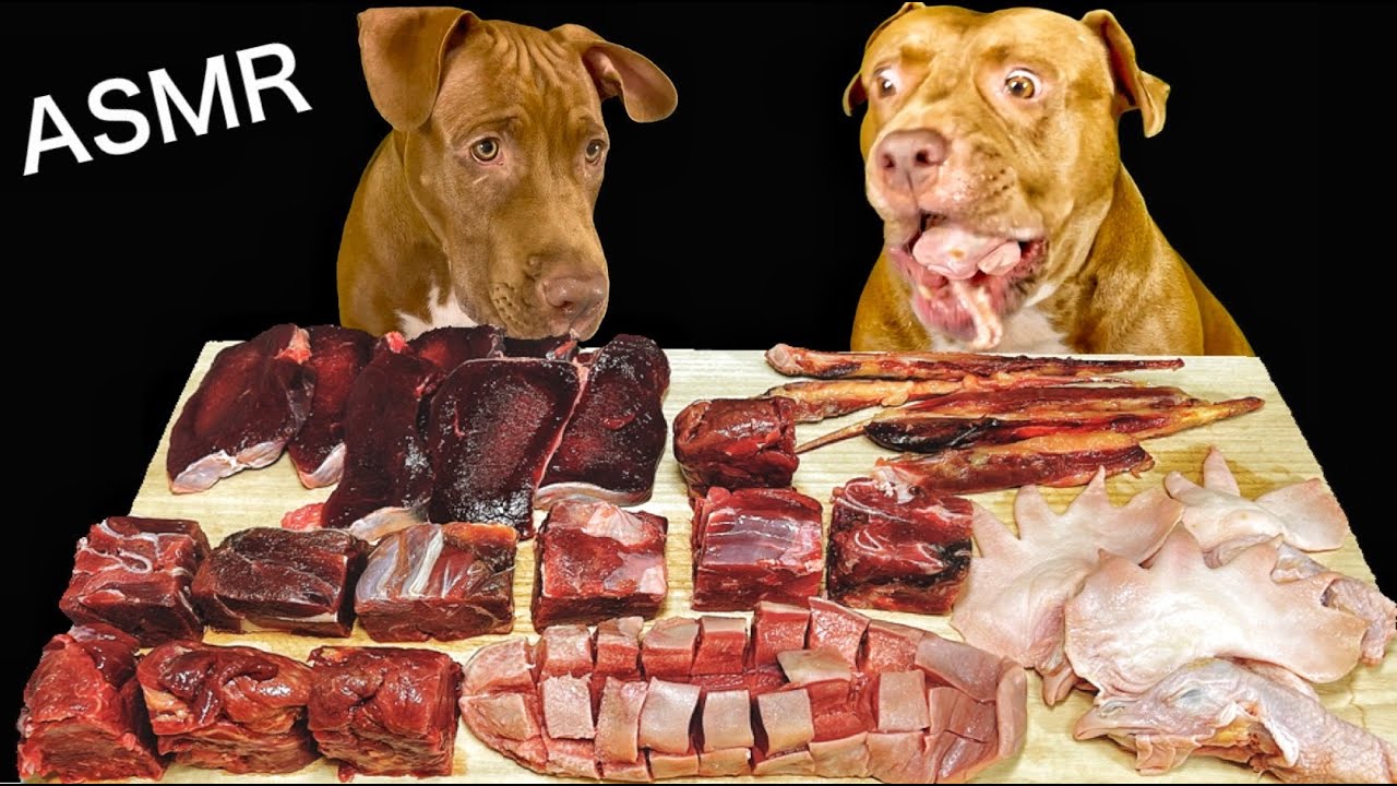 ASMR MUKBANG PITBULL EATING RAW FOODS PONY MEAT OSTRICH MEAT KANGAROO ...
