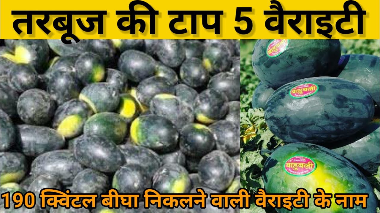 Tarbuj Ki Top 5 Best Variety | Watermelon Seeds Variety | तरबूज की खेती ...