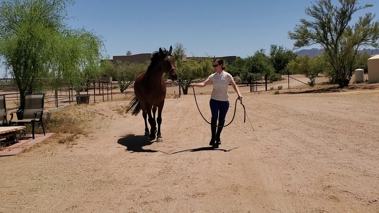Trot walk straight - YouTube