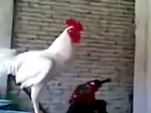 Öterken gülme krizine giren horoz gülme garantili