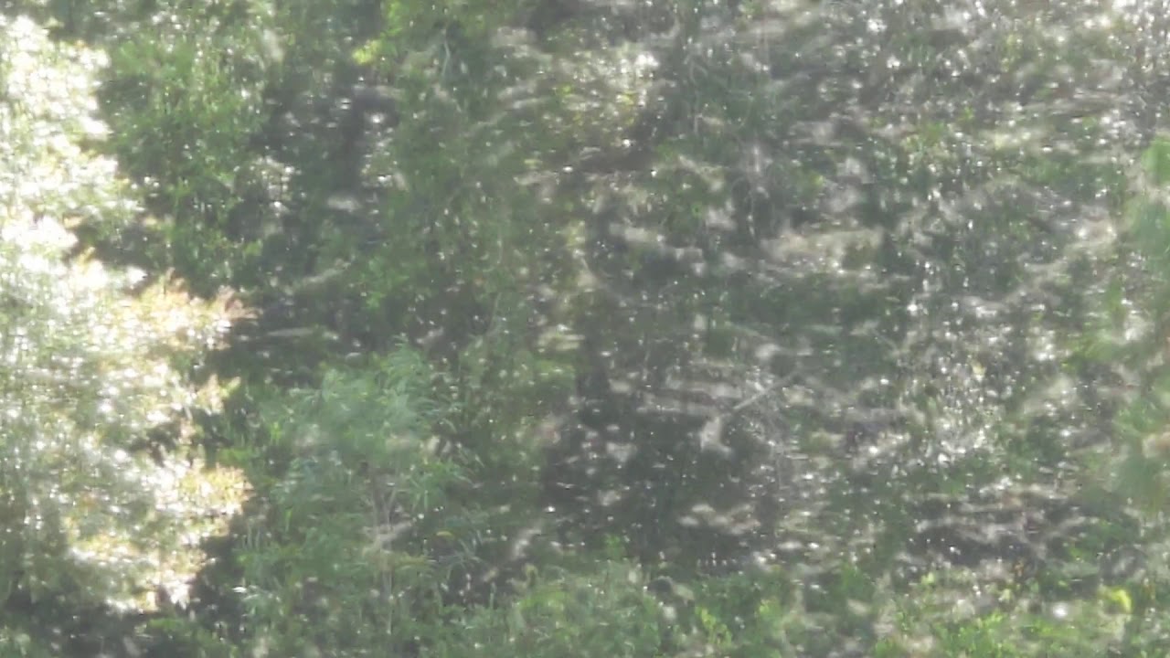 So many insects in SW Florida - YouTube
