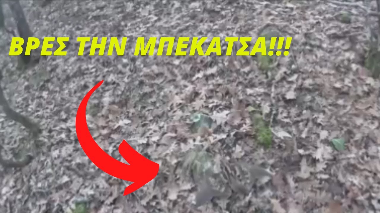 ΚΥΝΗΓΙ ΜΠΕΚΑΤΣΑΣ ΡΙΞΑΜΕ 5 ΦΥΣΙΓΓΙΑ ΓΙΑ ΝΑ ΧΤΥΠΗΣΟΥΜΕ ΜΙΑ ΜΠΕΚΑΤΣΑ ...