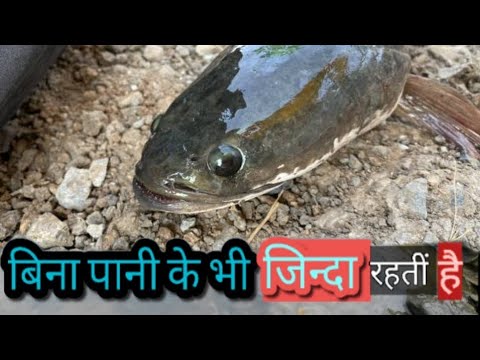 सेऊल मछली | Snake head fish | Bina Pani ke Zinda rah jati hai | India ...