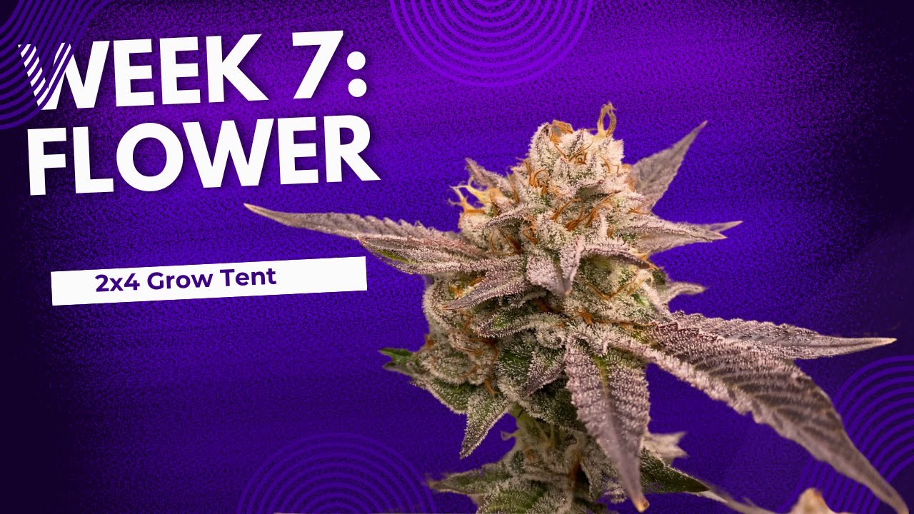 2x4 Grow Tent | Week 7 Flower | Ethos Genetics - YouTube