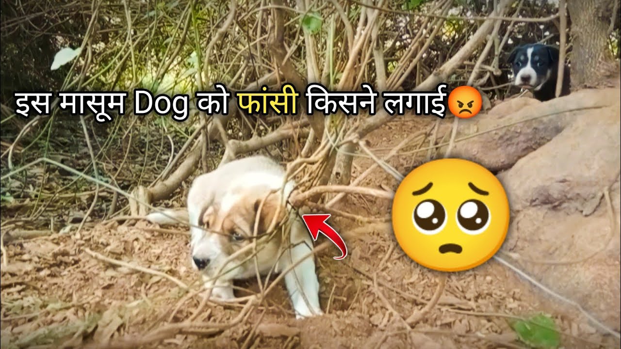 dog ko Marne ki koshish ki kisi ne😡 #lovemarriagecoupel #pranamvlog ...