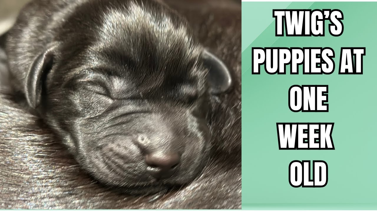 TWIG'S PUPPIES - ONE WEEK OLD TODAY! - YouTube