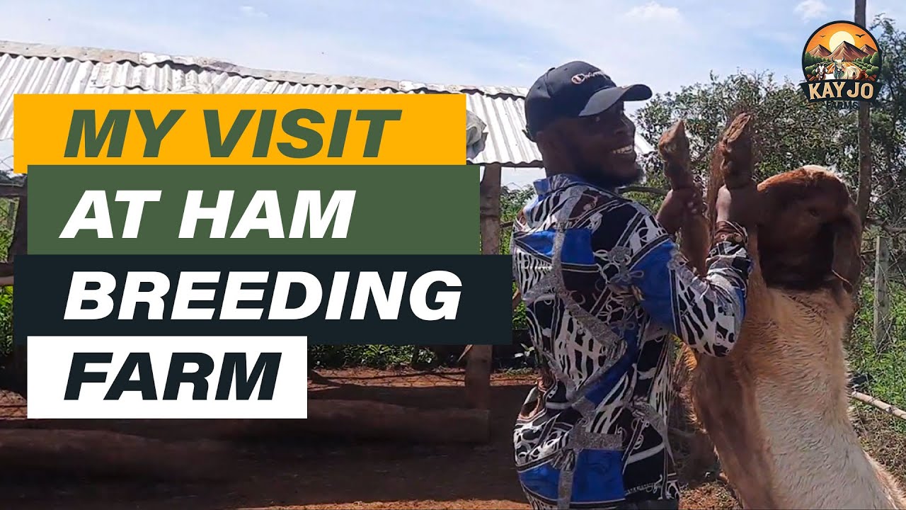My Visit At Ham Breeding Farm | ep3 #goatfarming #goats - YouTube