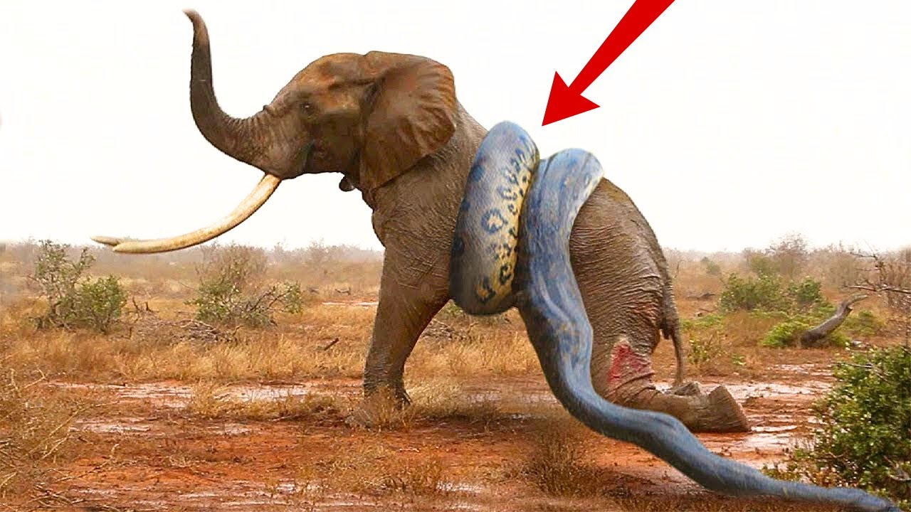 Giant Python Vs Elephant | Battle of the Mighty - YouTube Giant Python Vs Elephant | Battle of the Mighty - YouTube