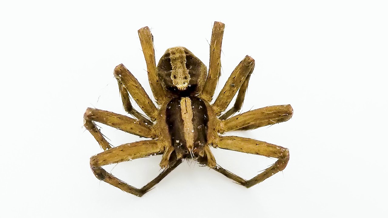Spider drying out Time Lapse - YouTube
