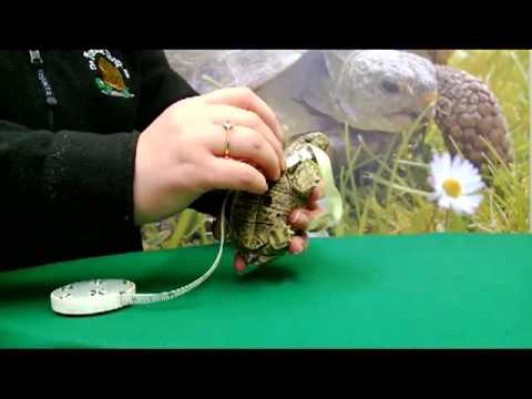 How to Measure a Tortoise - YouTube