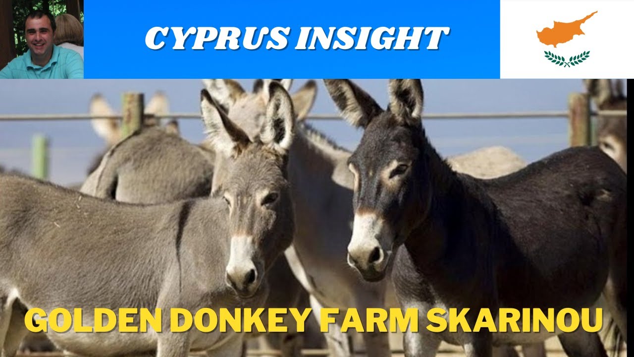 Golden Donkey Farm Skarinou Cyprus - A Fun Day Out. - YouTube
