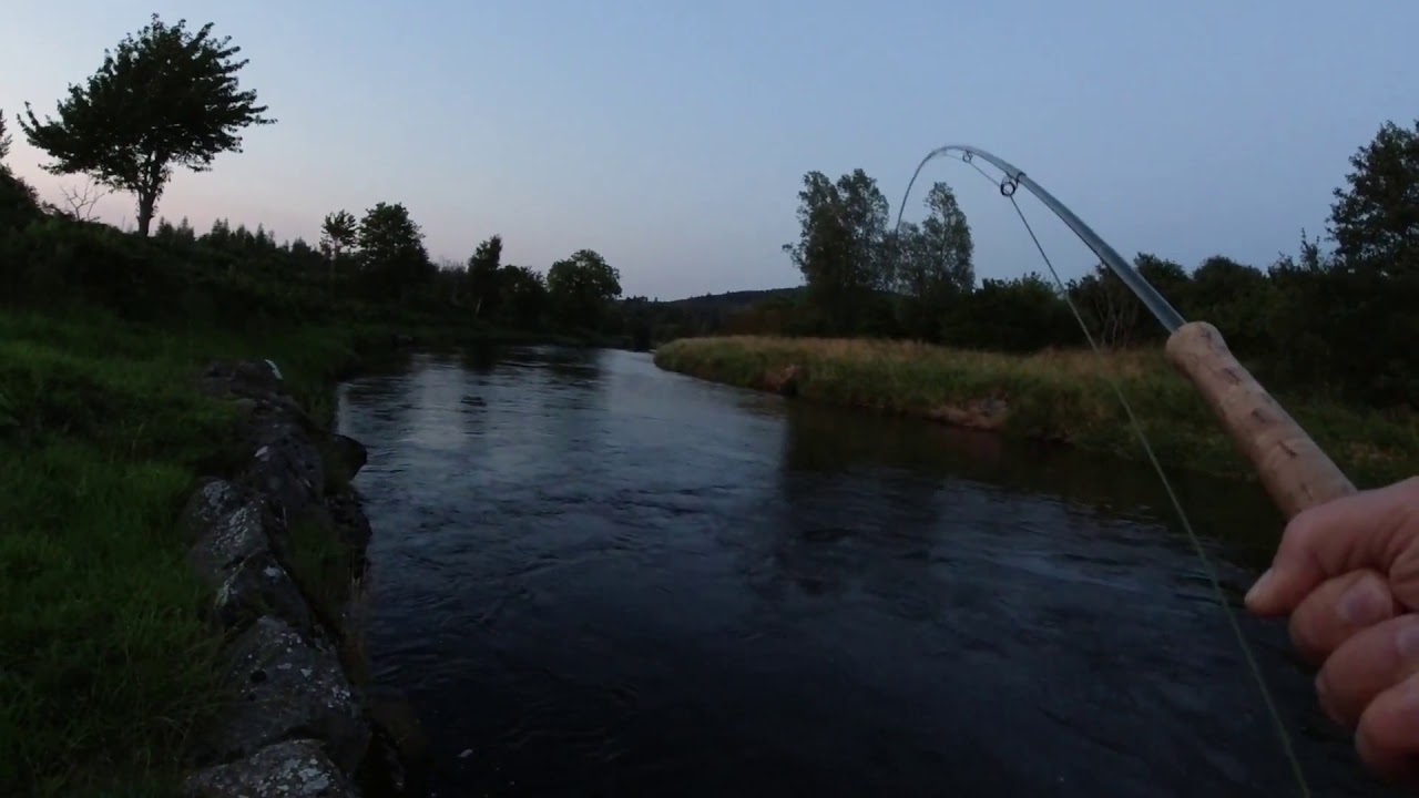 Jumpy Sea Trout at dusk Huntly Lodge Fishing River Deveron. - YouTube