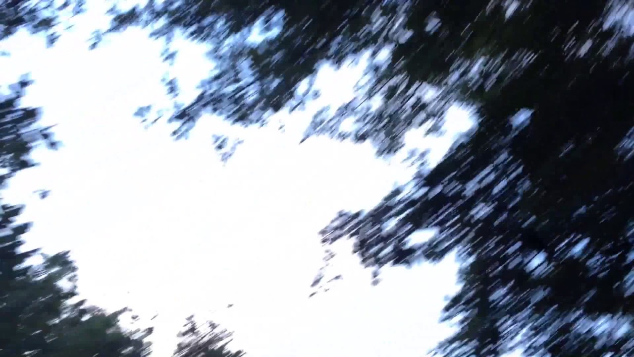 Honey bees in the tree, collecting sap - YouTube