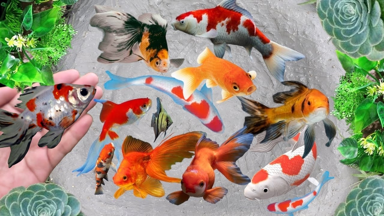 catch colorful ornamental fish | 22 koi fish, glofish, goldfish, comet ...