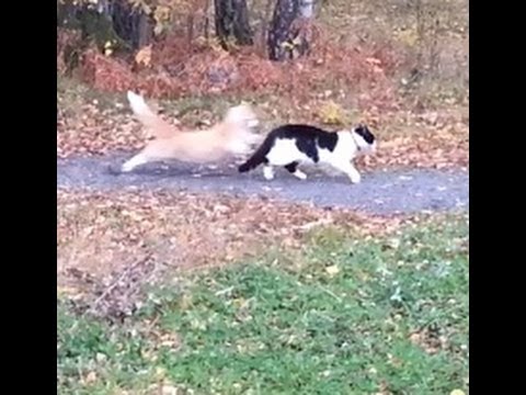 Funny Cats Fighting and 'talking' - YouTube