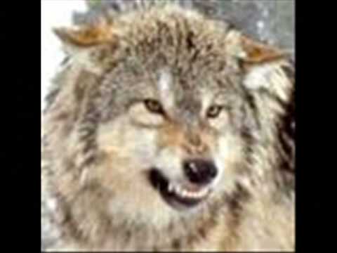 WOLF vs PANTHER - YouTube