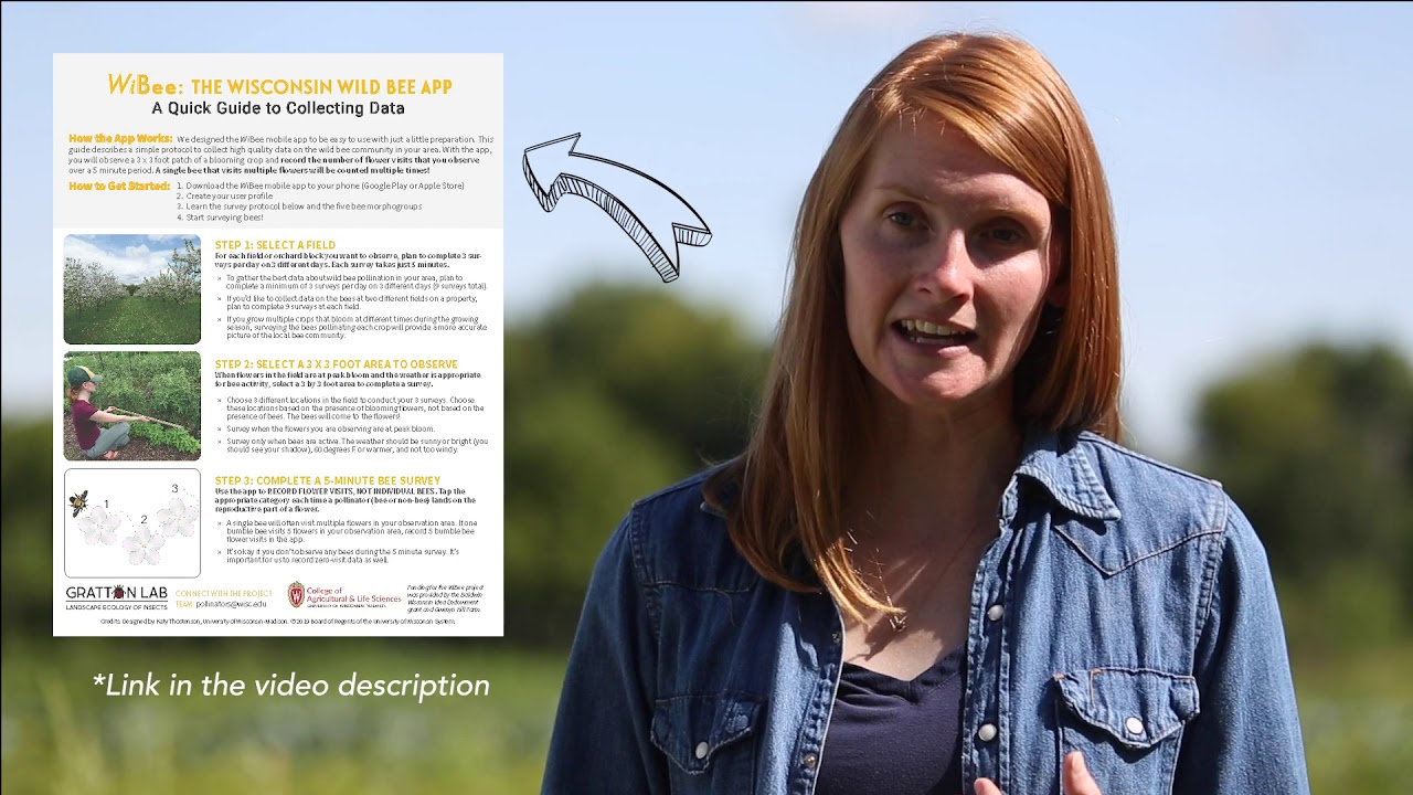 Introducing WiBee: The Wisconsin Wild Bee App - YouTube
