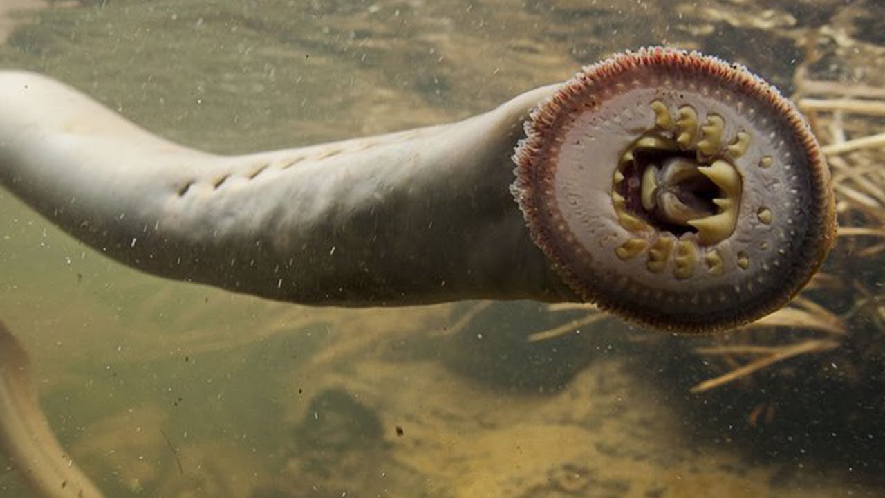 Scariest Creatures Ever Seen In The Ocean - Part 2 - YouTube