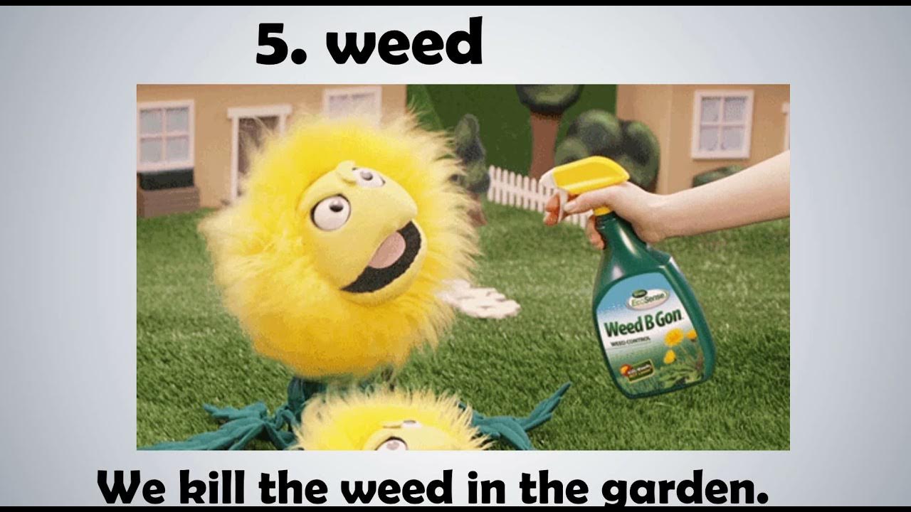 Wk 19 A Flower is a Weed vocab 1 8 - YouTube