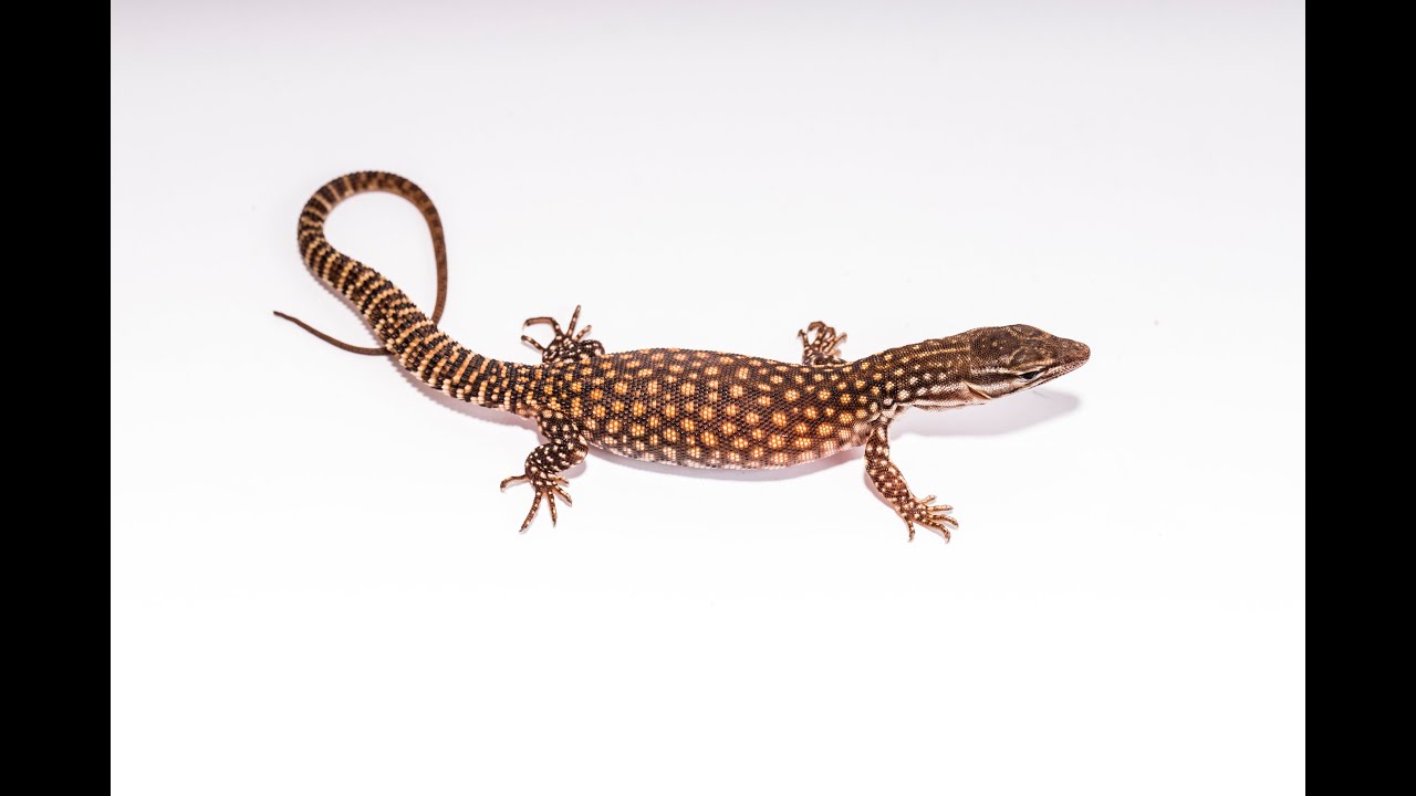 Dwarf Monitors at El Segundo Pythons - YouTube