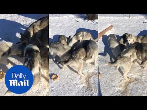 Amazing footage shows huskies spinning in circle at dinner time - Daily ...