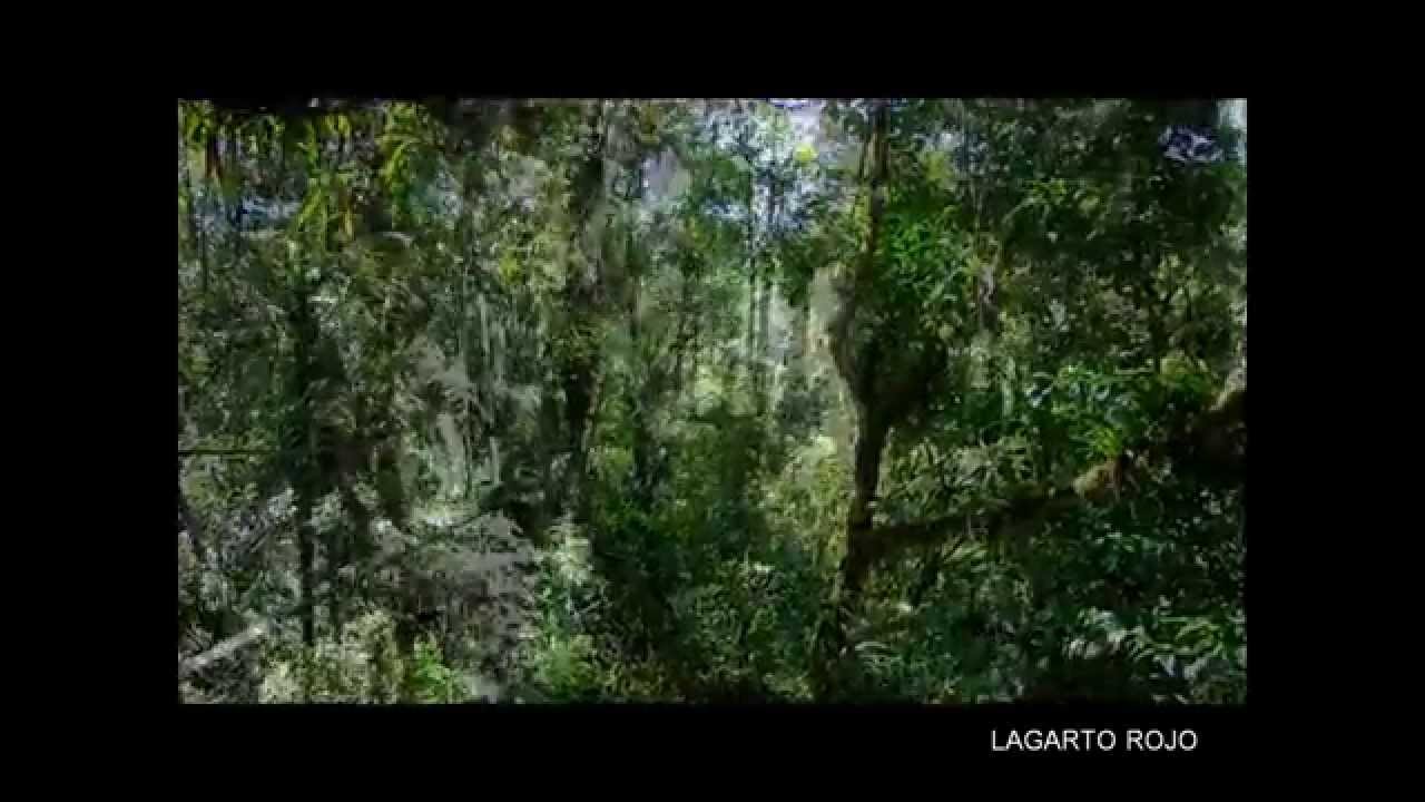 TIROLINAS DE "SELVATURA MONTEVERDE" (COSTA RICA) - YouTube