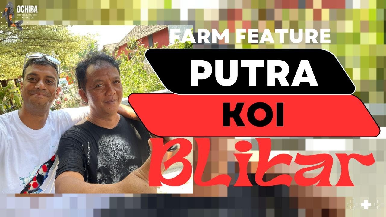 Pond Feature- Putra Koi Farm Blitar, Ochiba Koi India - YouTube