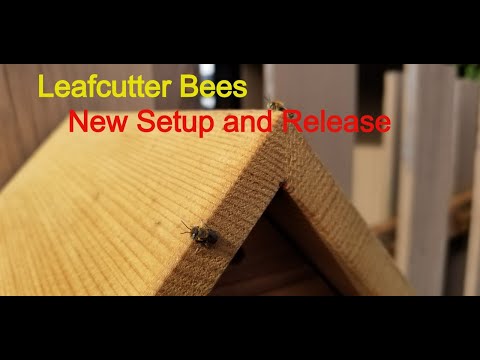 How To Release Leaf Cutter Bees