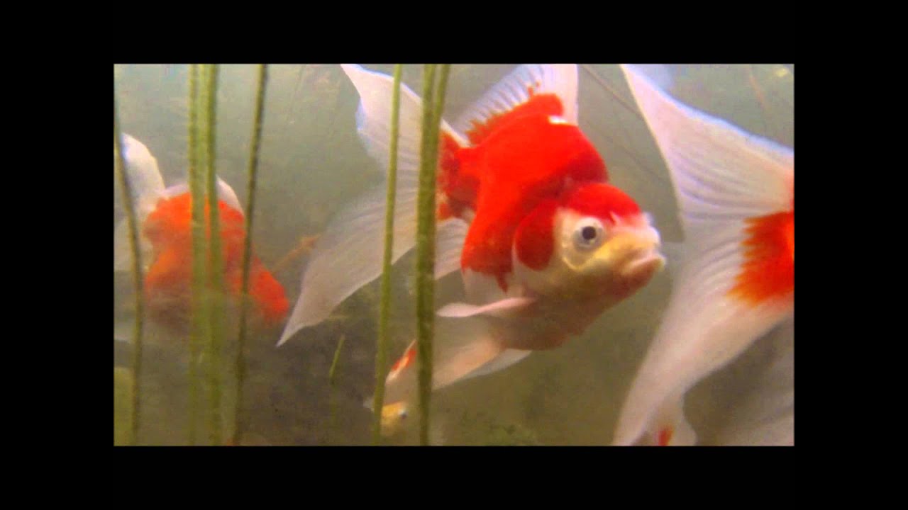 Goldfish Tamasaba Paradise - YouTube