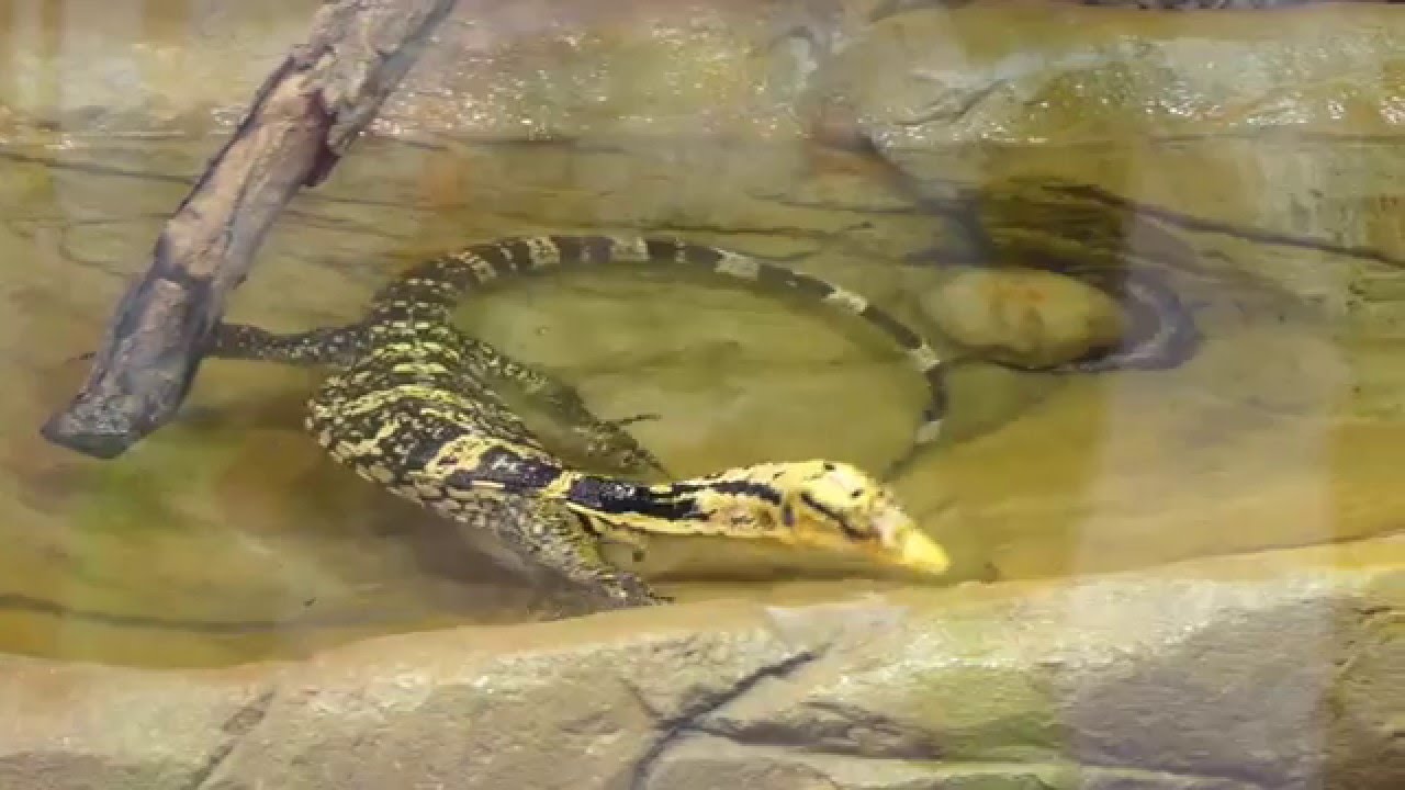 Waran hat seinen Badetag Zoo Augsburg , Veranus Cumingi, Mindanao water ...