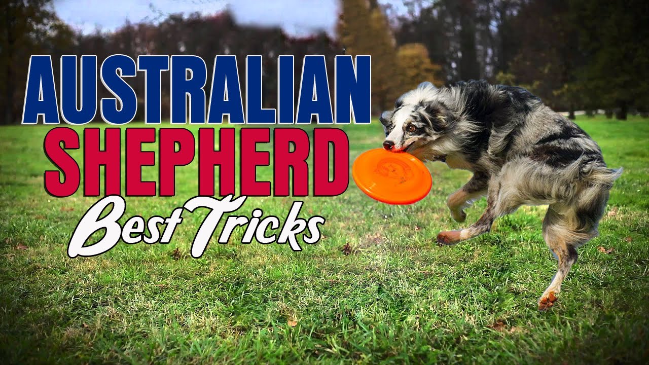 Best Australian Shepherd Tricks - COMPILATION - YouTube