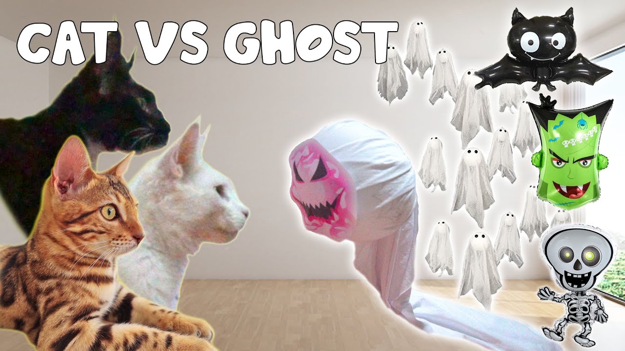 CAT VS GHOST | NEVS CAT - YouTube