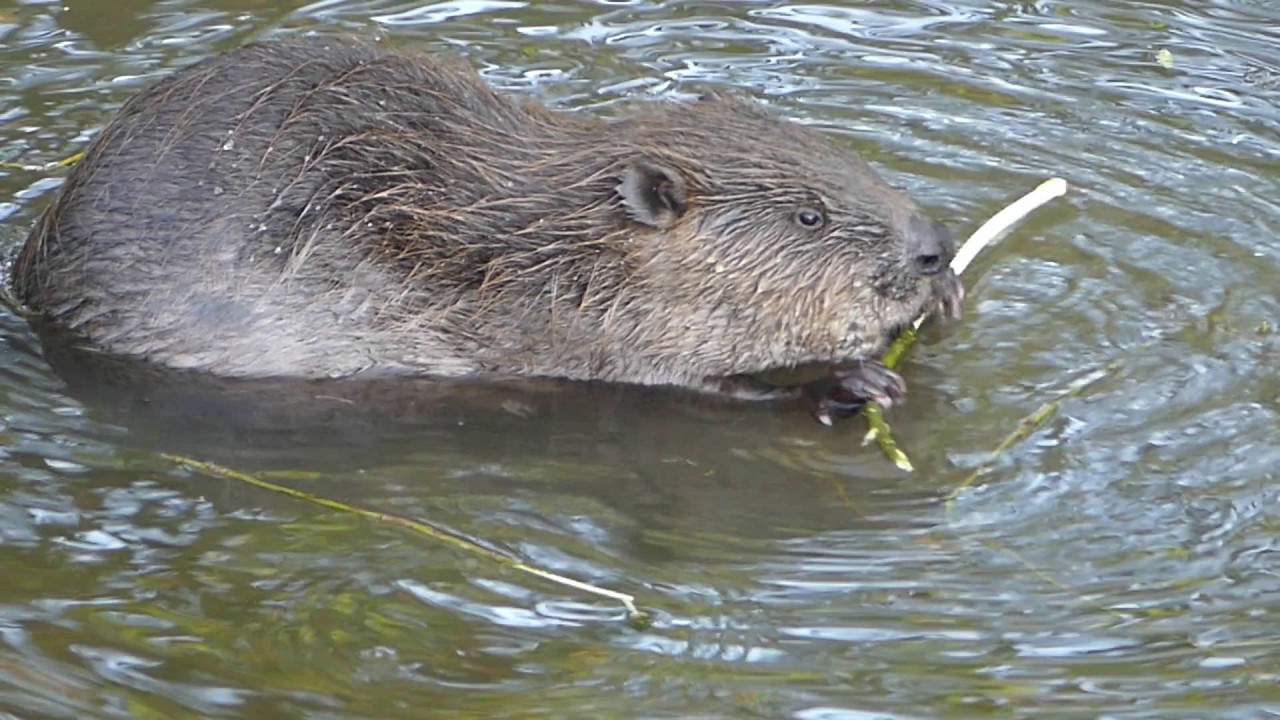 Biber im Kirchenglockenhall . Castor fiber , Eurasian beaver ...
