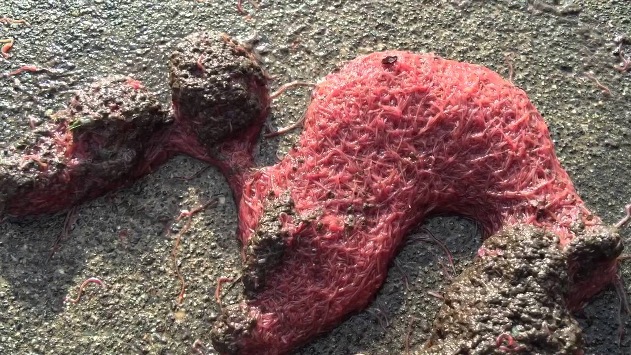 Disgusting worm clumps on Washington sidewalk - YouTube