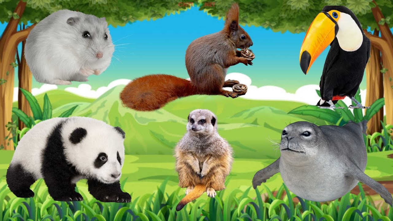 Cute Baby Animals: Panda, Seal, Meerkat, Squirrel, Hamster, Toucan ...