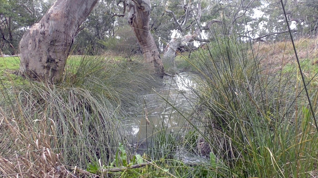 Australian Creek through reeds 4K HD FREE STOCK FOOTAGE - YouTube