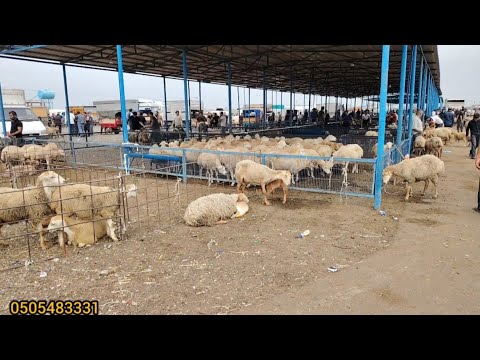 14 iyul 2026 Bərdə Qoyun Bazarı #keşfet#