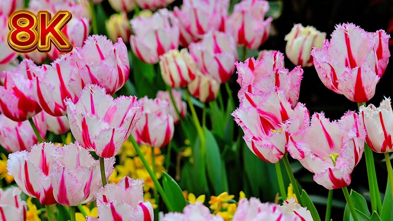 8K. 🌷The Ultimate 8K Flower Experience - Truly Breathtaking 🌸 - YouTube