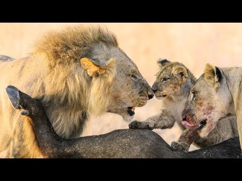 Aslan Krallığı: Ezeli Rakipler | Nat Geo Wild | Türkçe Dublaj Belgesel FullHD