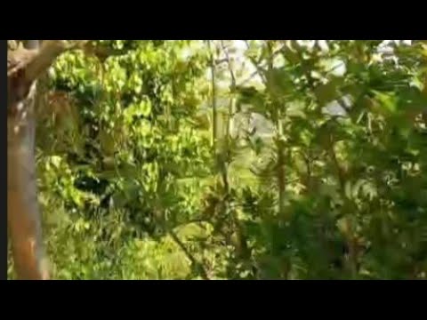 Gülümse Mutlu Ol  kanalı canlı yayında