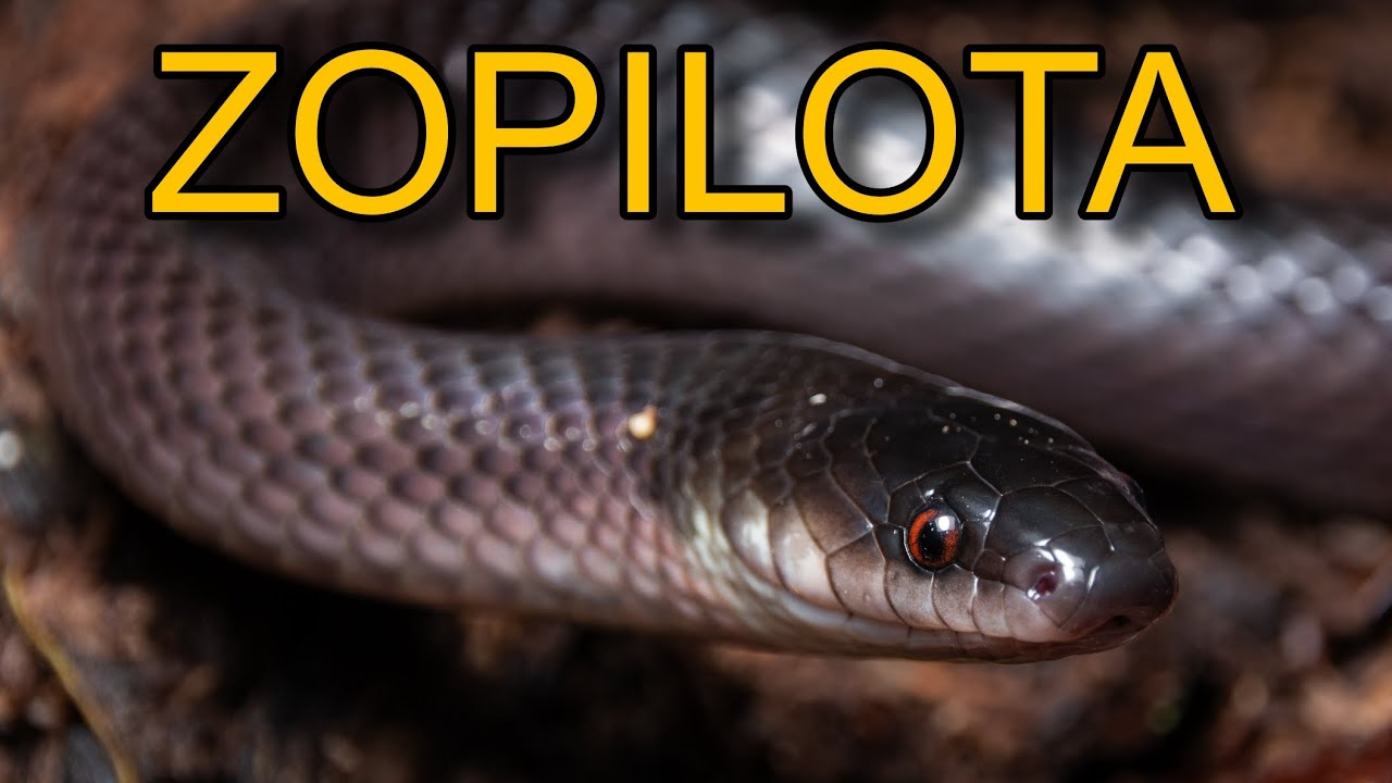 Nos encontramos una Zopilota (Clelia clelia) - YouTube