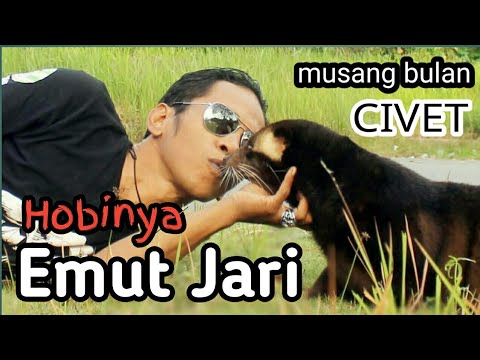 Emut Jari 2021       //civet //musang bulan